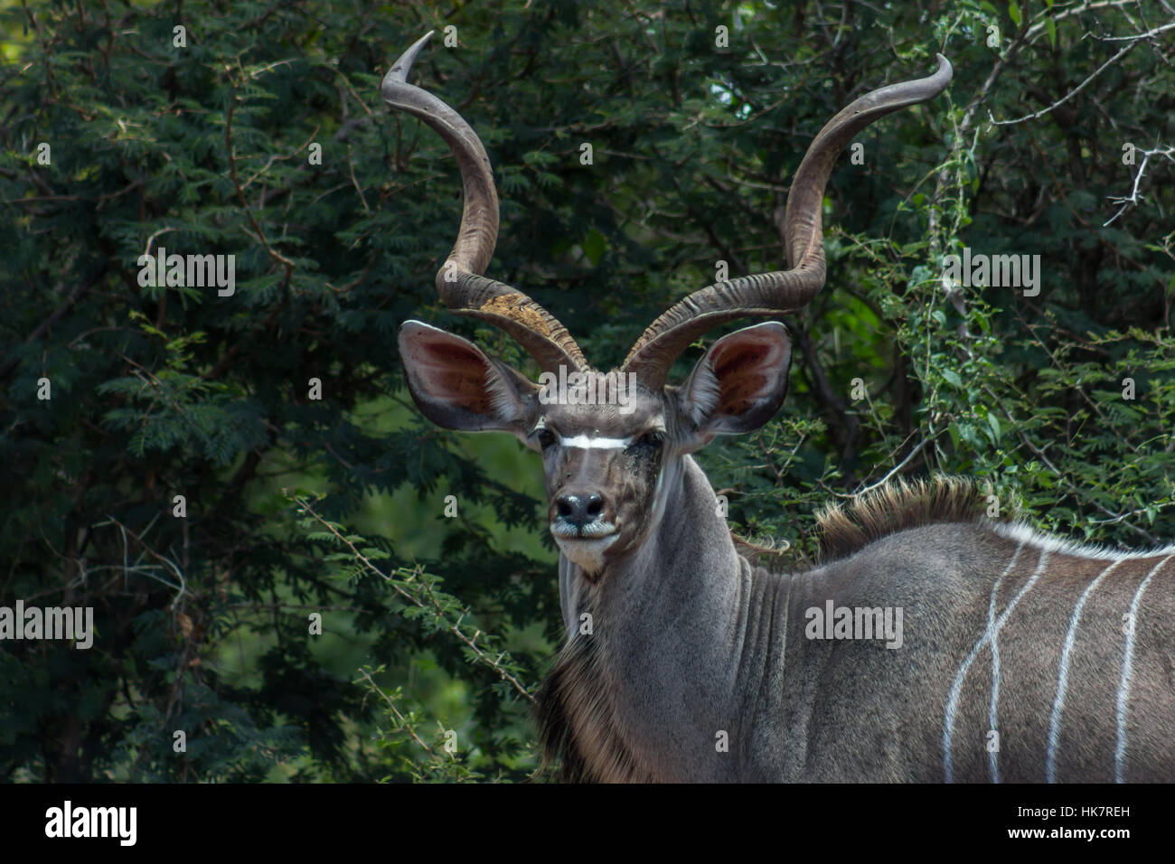 Greater kudu antelope hi-res stock photography and images - Alamy