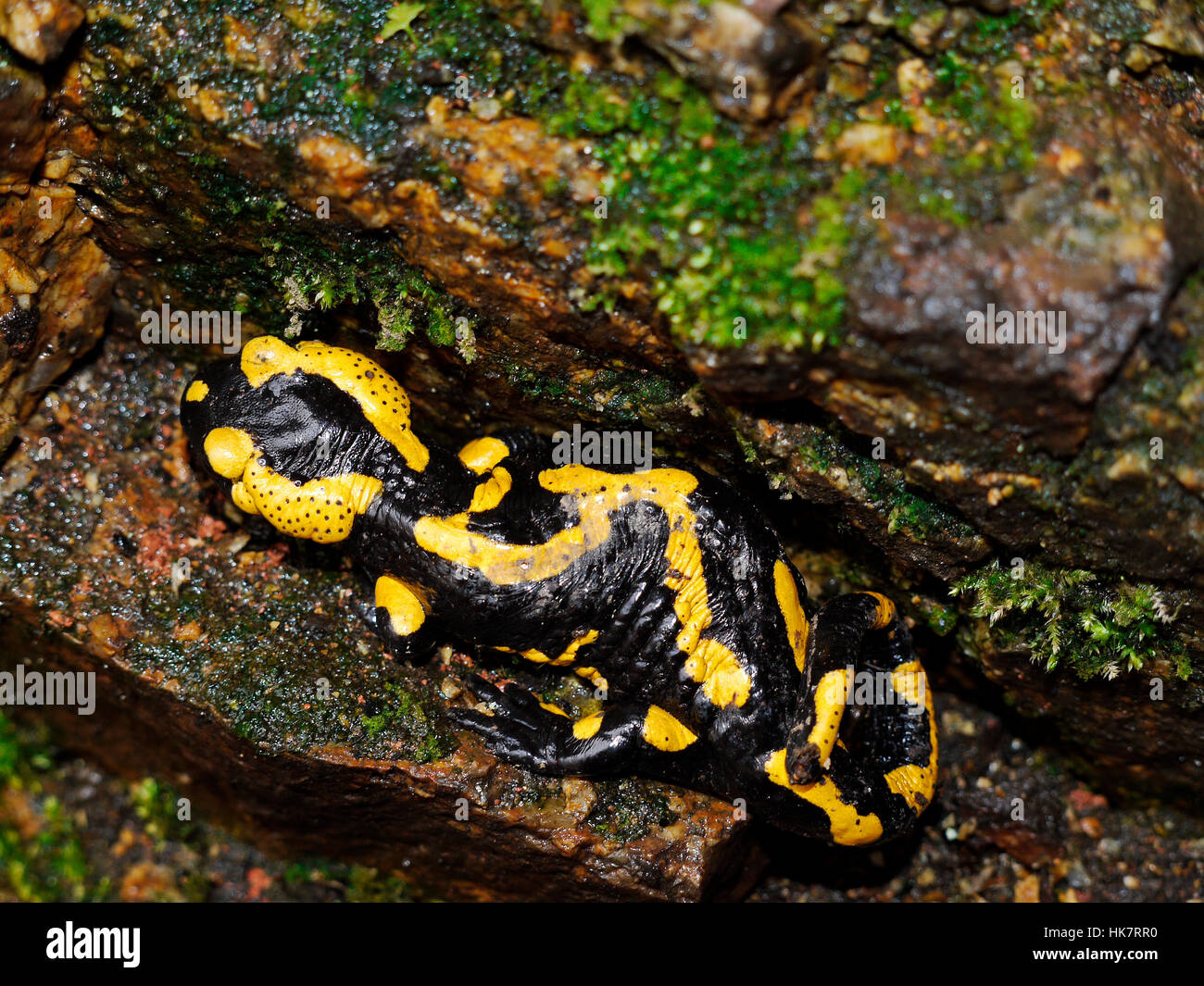 fire salamander,salamandra salamandra Stock Photo - Alamy