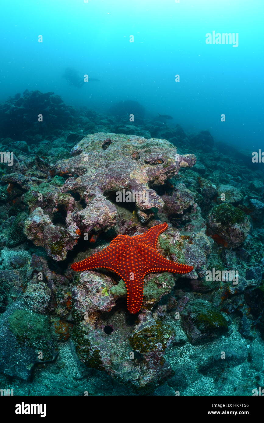 Red star fish clinging to the reef with a scubadiver in the background ...