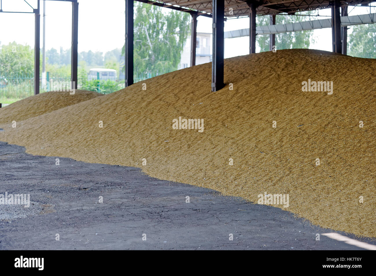 Thrashing Wheat High Resolution Stock Photography and Images - Alamy