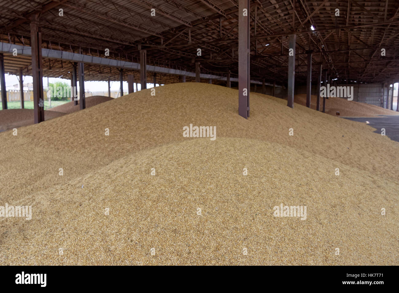 Wheat grain stored in threshing floor Stock Photo - Alamy