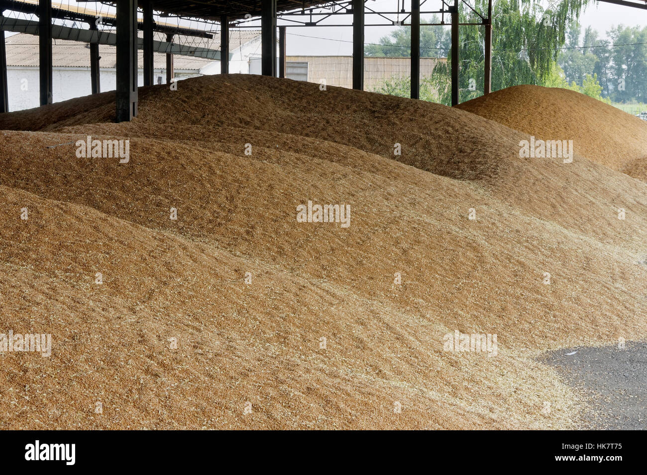 Thrashing wheat hi-res stock photography and images - Alamy