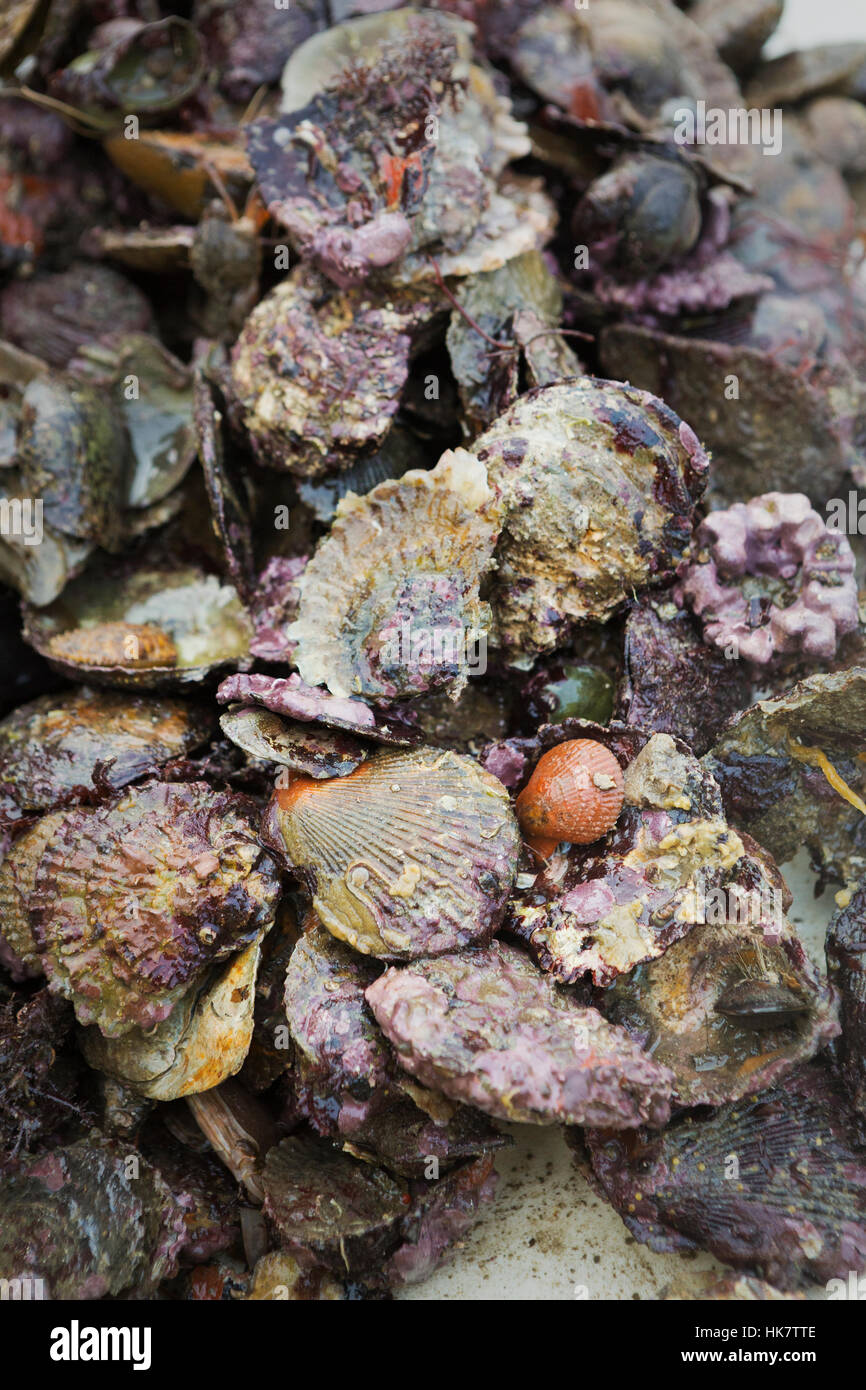 Traditional Sustainable Oyster Fishing. A heap of oyster shells on ...