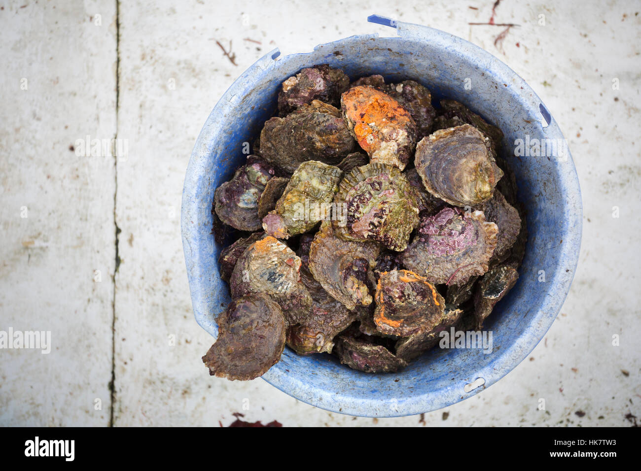 Bucket Of Shells High Resolution Stock Photography and Images - Alamy