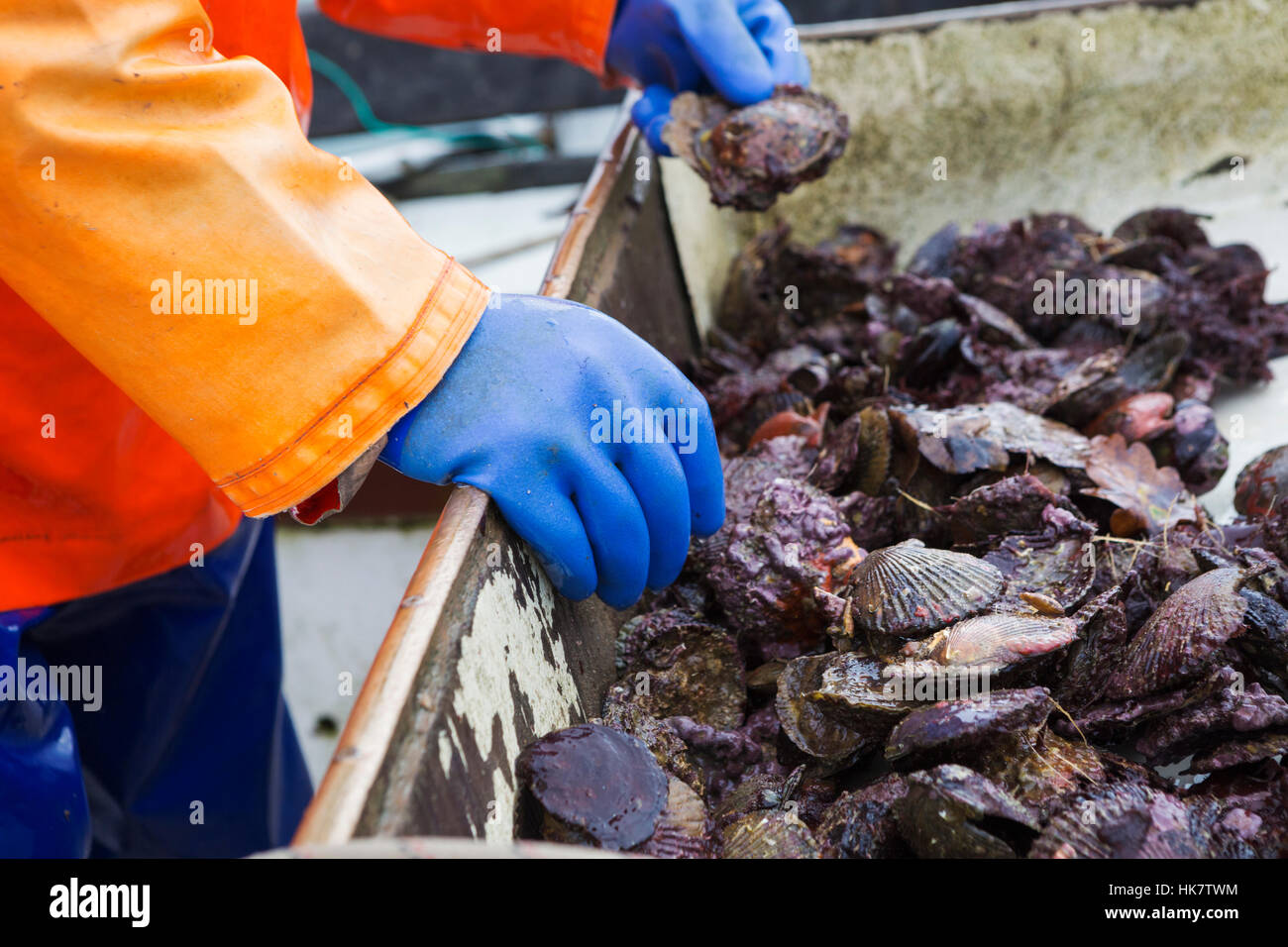 A fisherman working on a boat deck, sorting out oysters and other ...