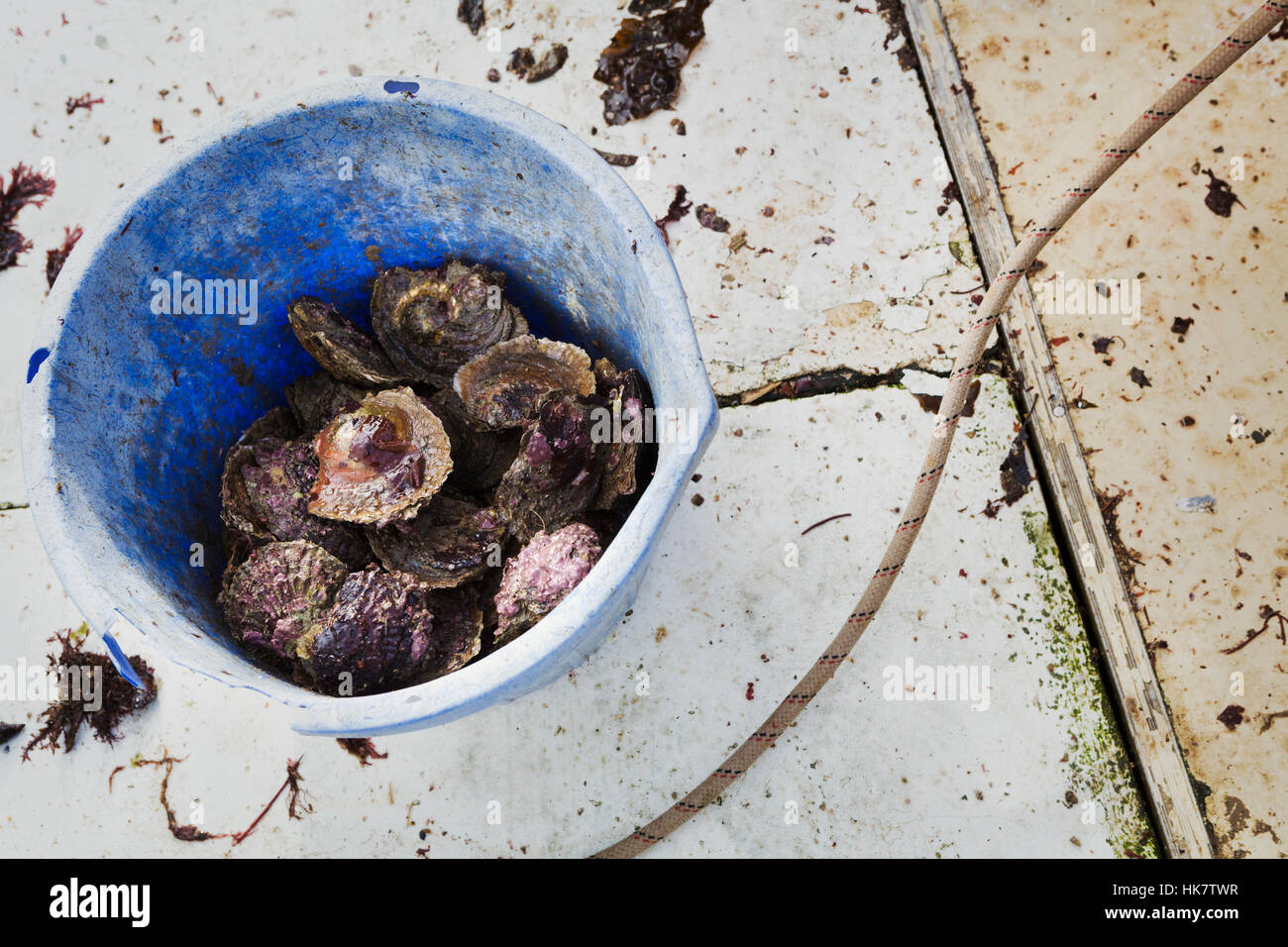 A bucket of shells, oysters Stock Photo - Alamy