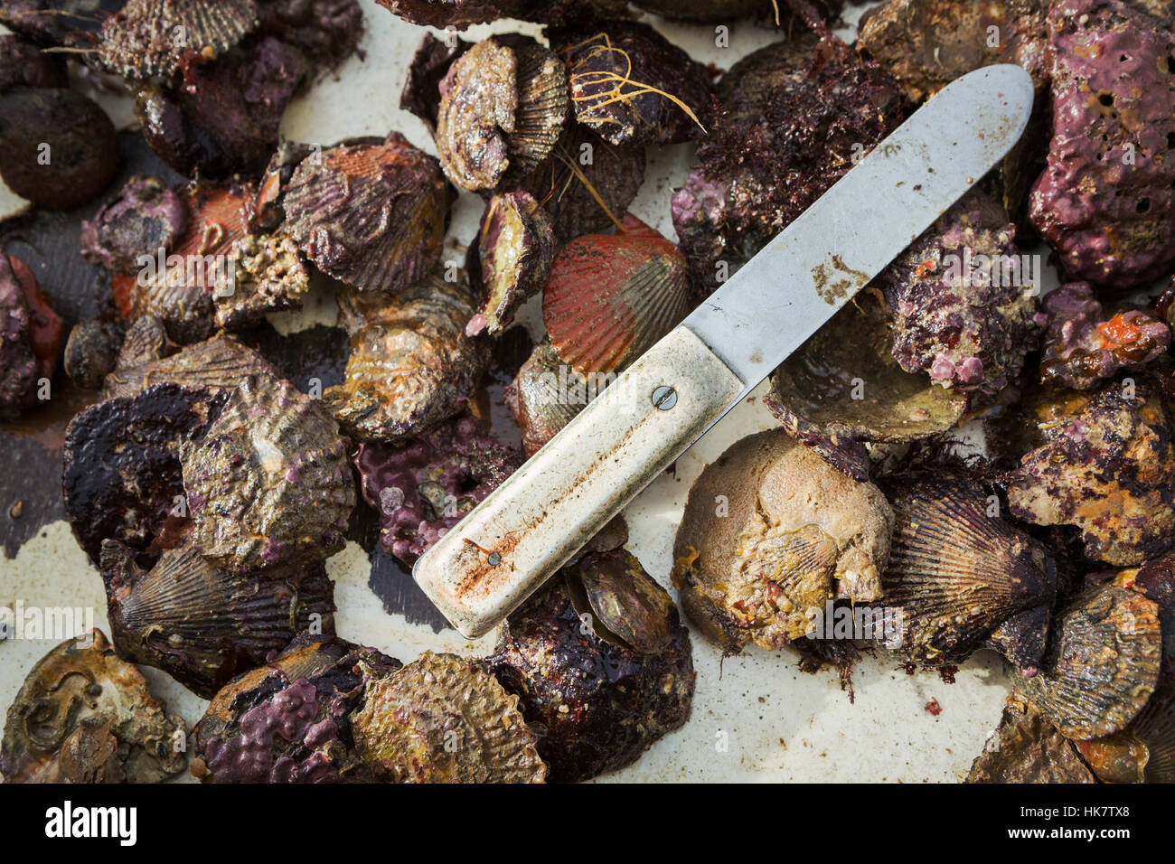Rounded knife hi-res stock photography and images - Alamy