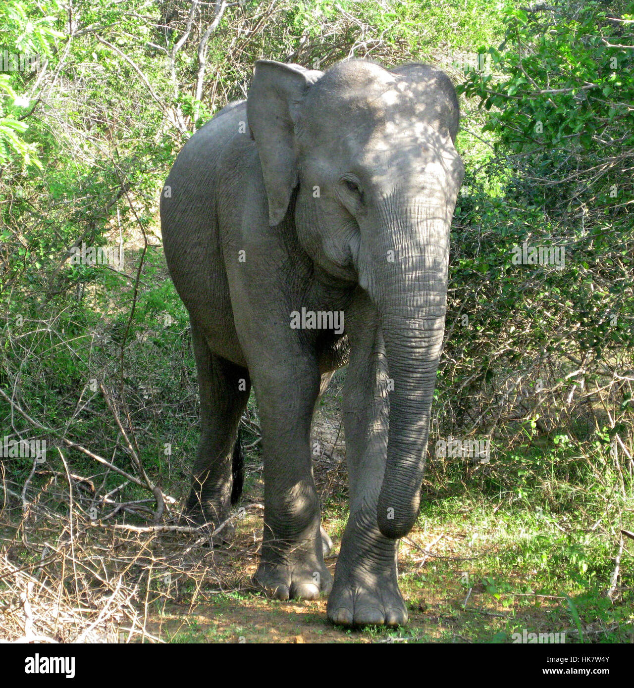 A Sri Lankan wild elephant (Elephas maximus maximus) one of three ...