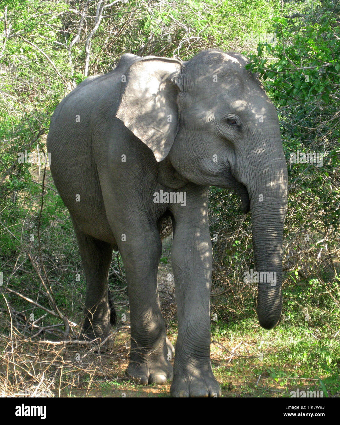 A Sri Lankan wild elephant (Elephas maximus maximus) one of three ...