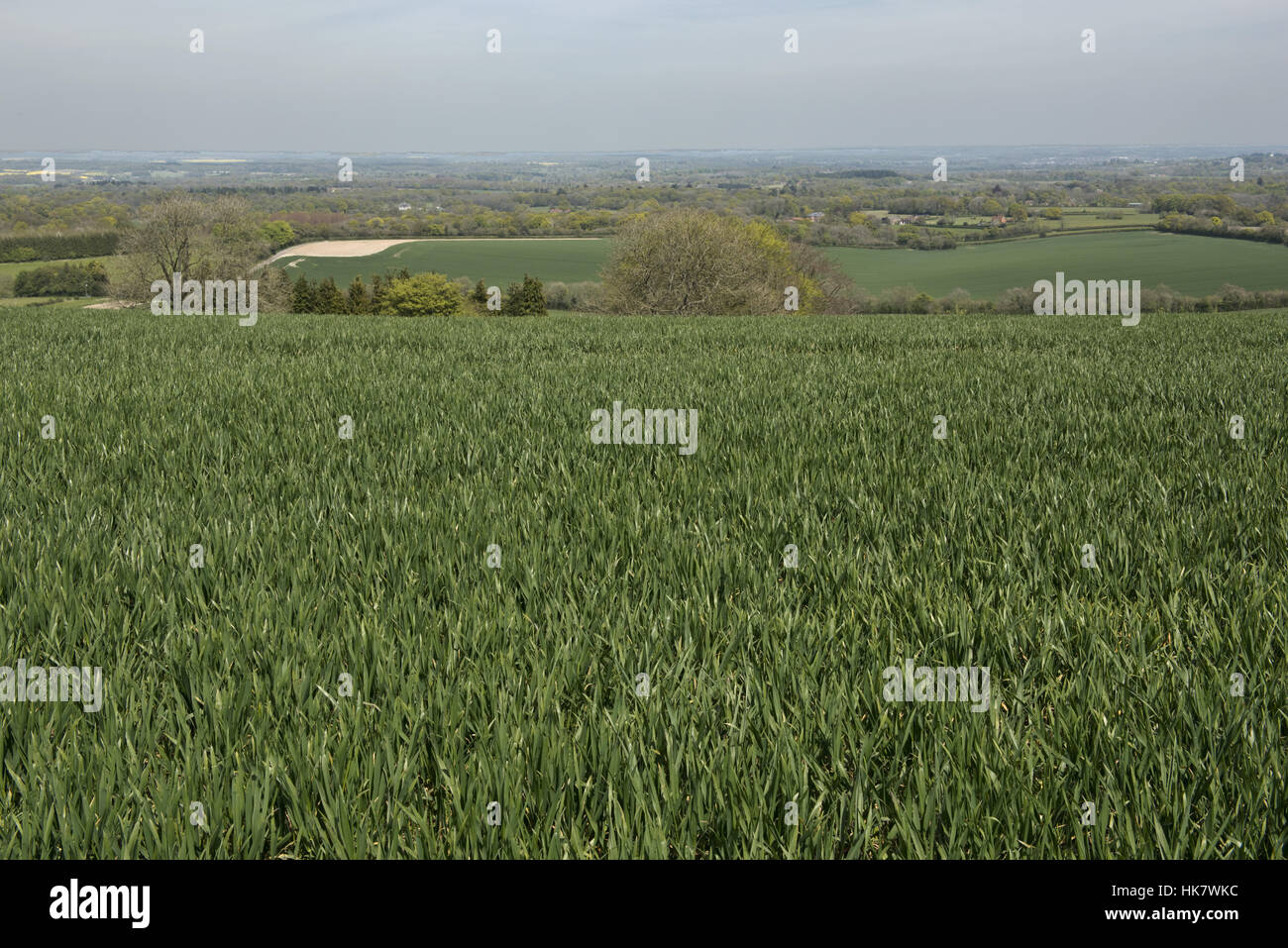 Field of winter wheat before coming into ear on a fine late spring day ...