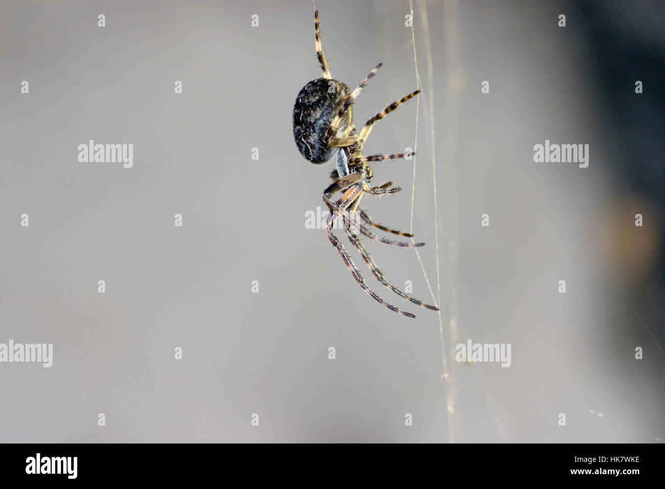 Wildlife: Furrow Spider or furrow orb spider or foliate spider ...