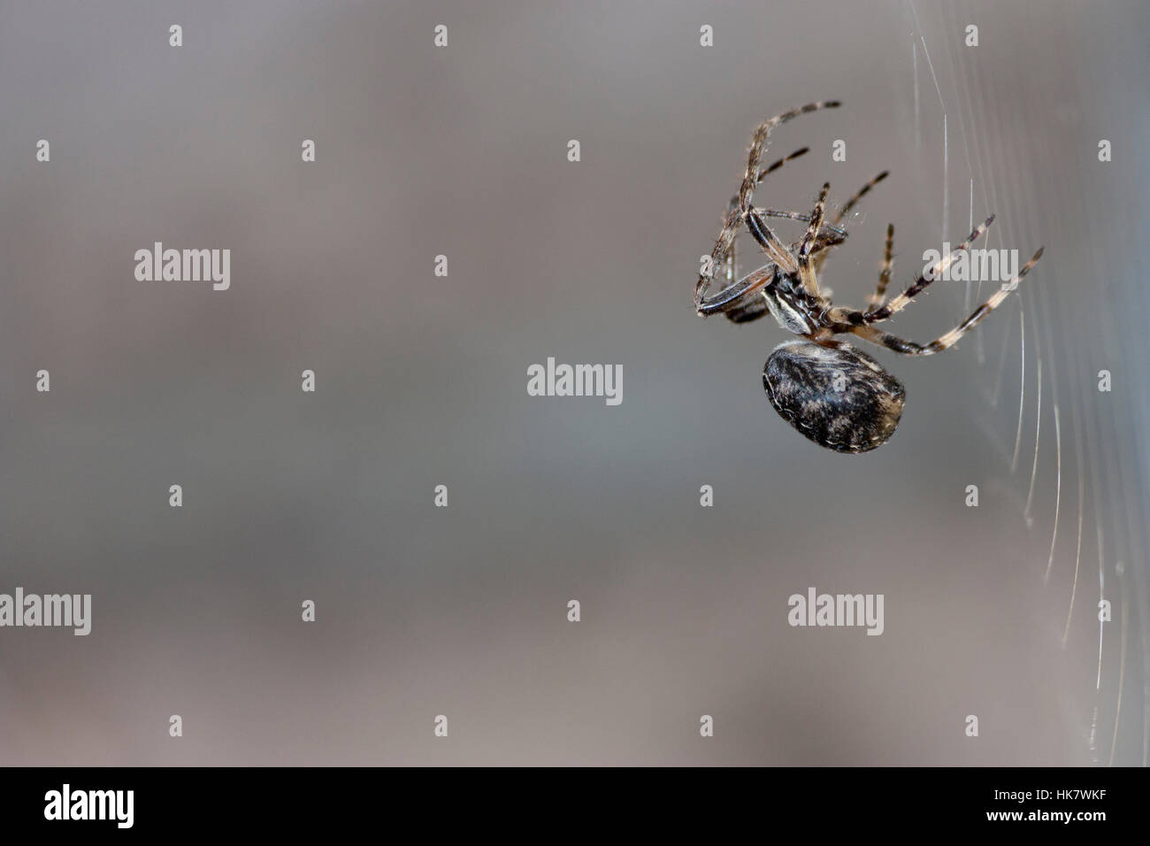 Wildlife: Furrow Spider or furrow orb spider or foliate spider ...