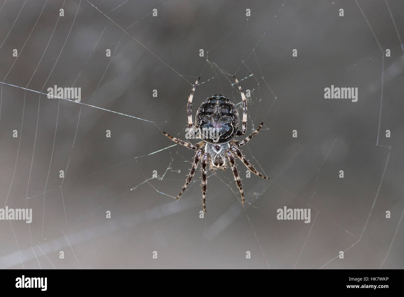 Wildlife: Furrow Spider or furrow orb spider or foliate spider ...