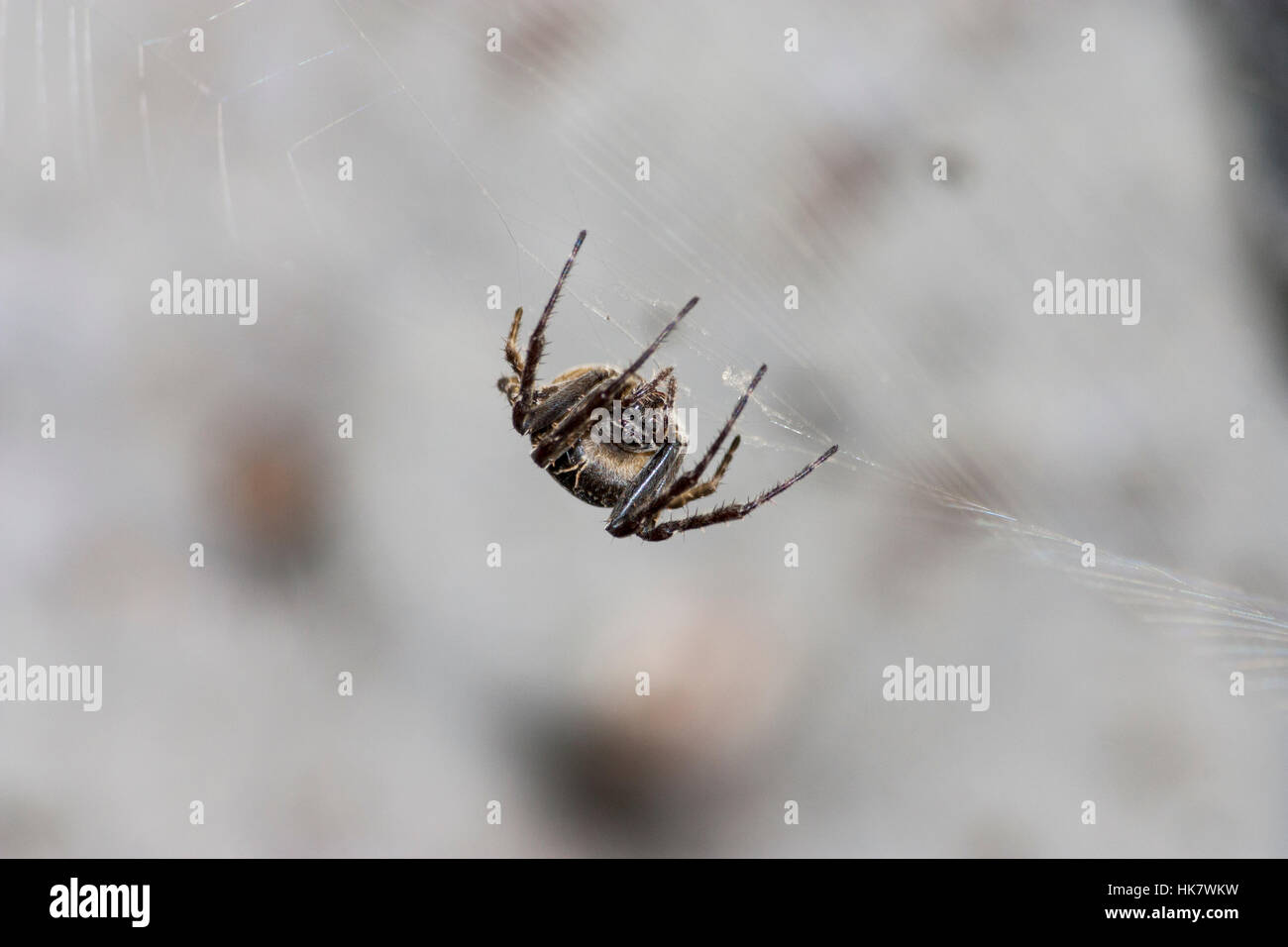 Wildlife: Furrow Spider or furrow orb spider or foliate spider ...