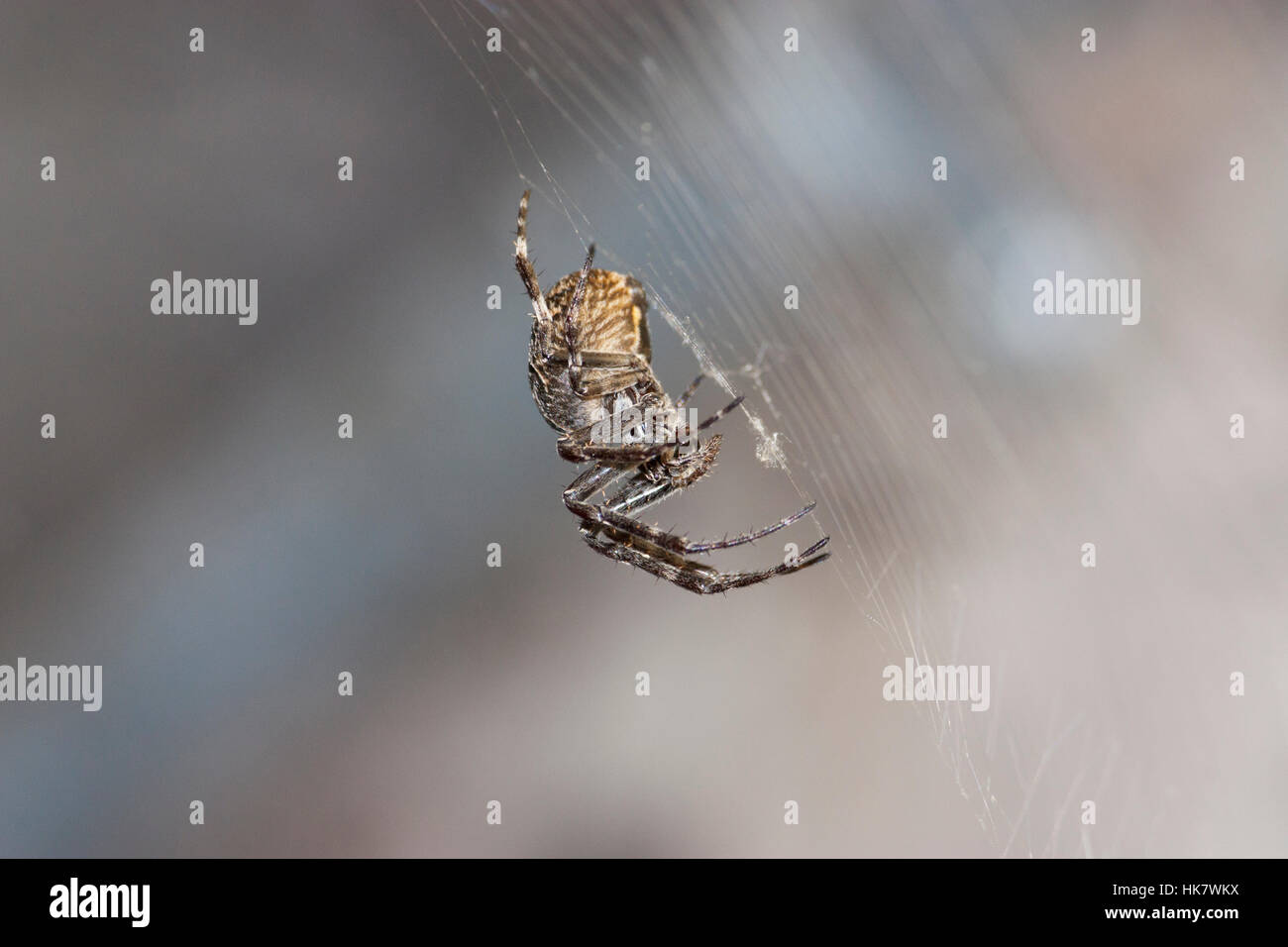 Wildlife: Furrow Spider or furrow orb spider or foliate spider ...