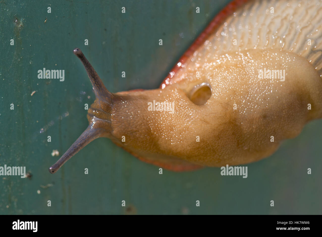 Slug pneumostome hi-res stock photography and images - Alamy