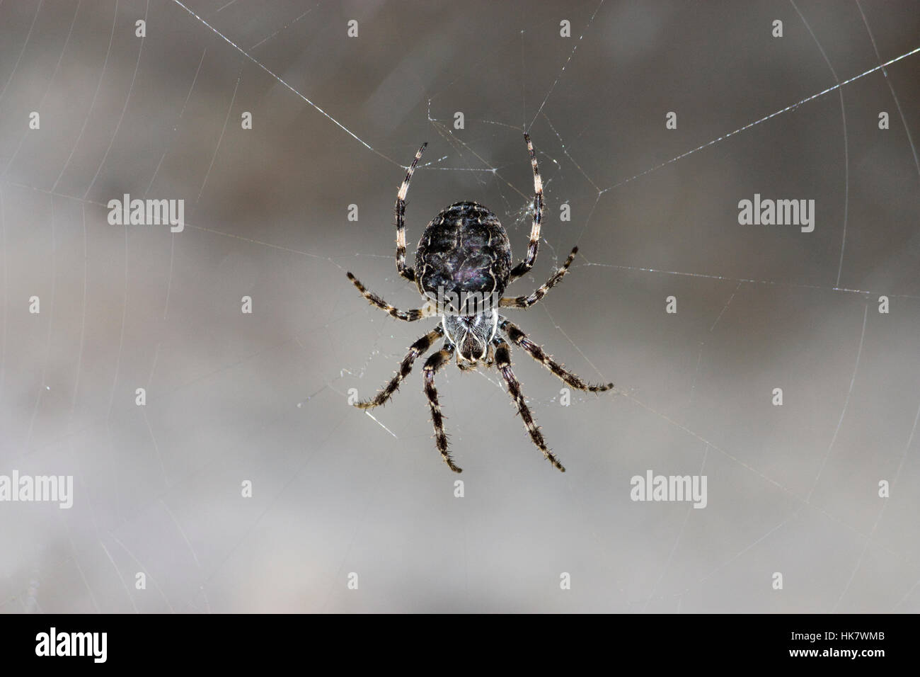 Wildlife: Furrow Spider or furrow orb spider or foliate spider ...