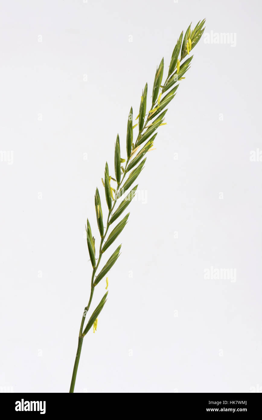 Quackgrass hi-res stock photography and images - Alamy