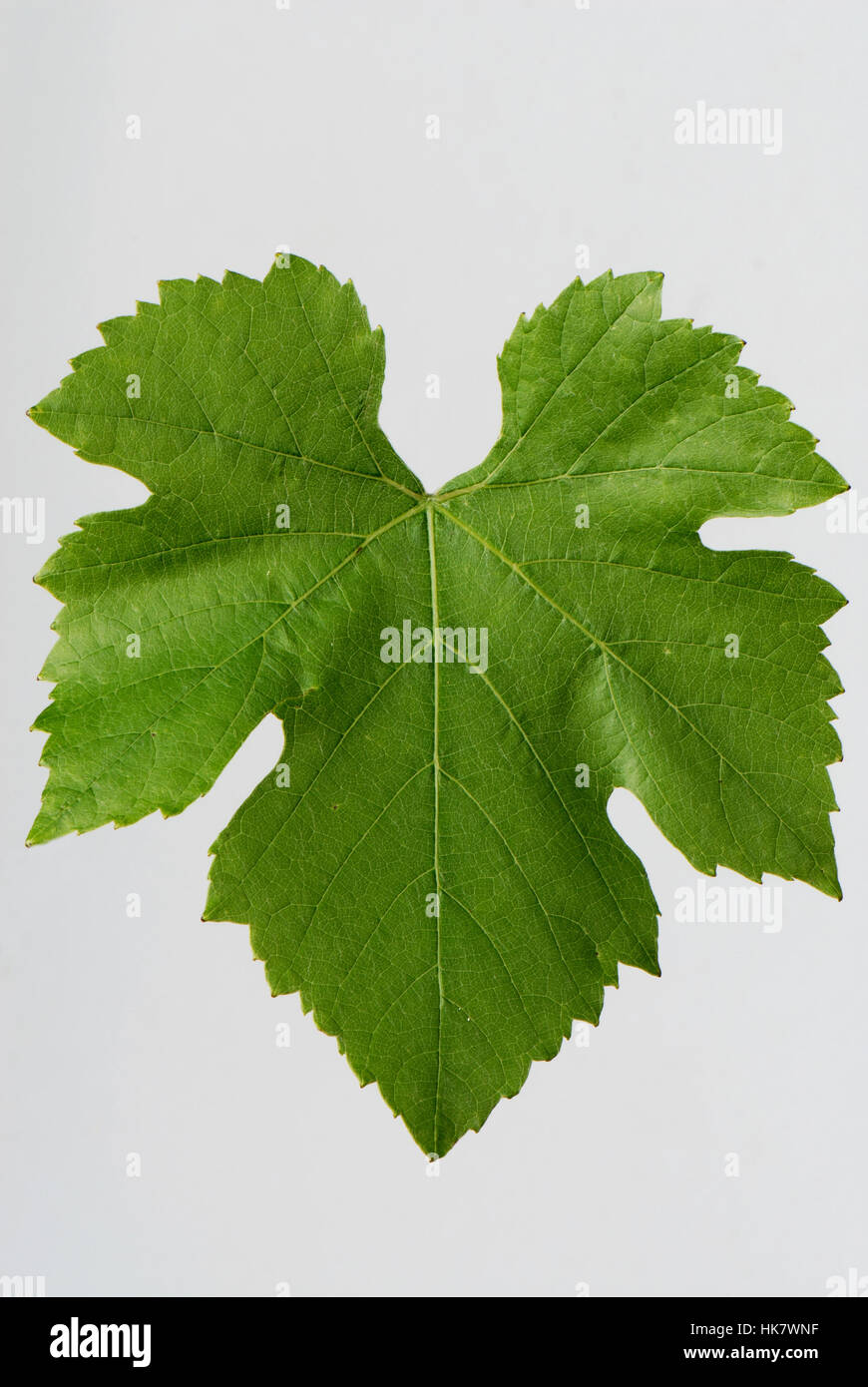 A single vine leaf against a white background Stock Photo - Alamy