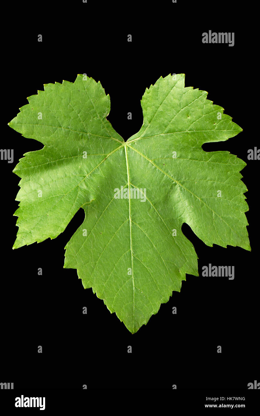 A single vine leaf against a black background Stock Photo - Alamy