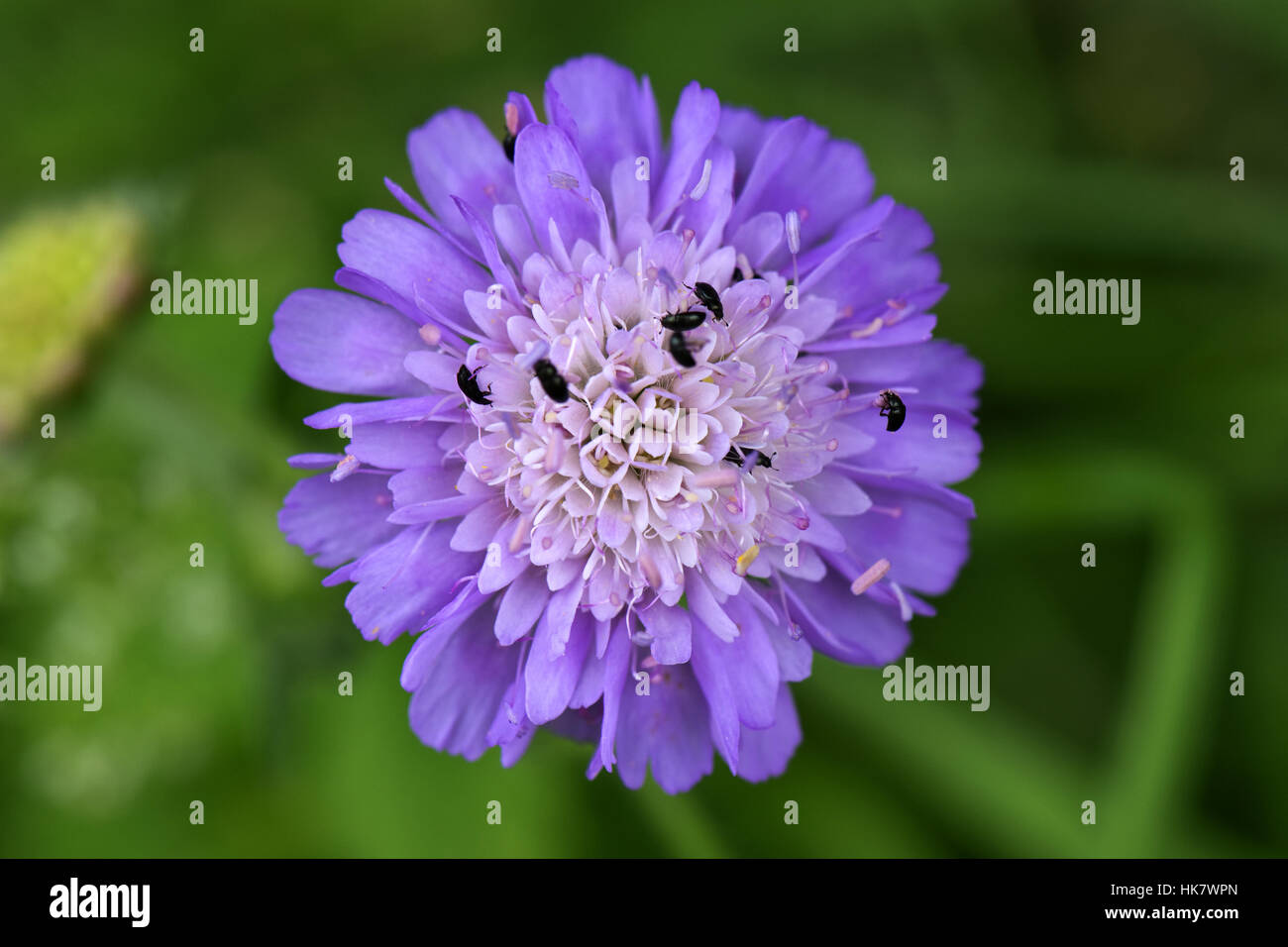 Blue, lilac flower of field scabious, Knautia arvensis, with pollen ...
