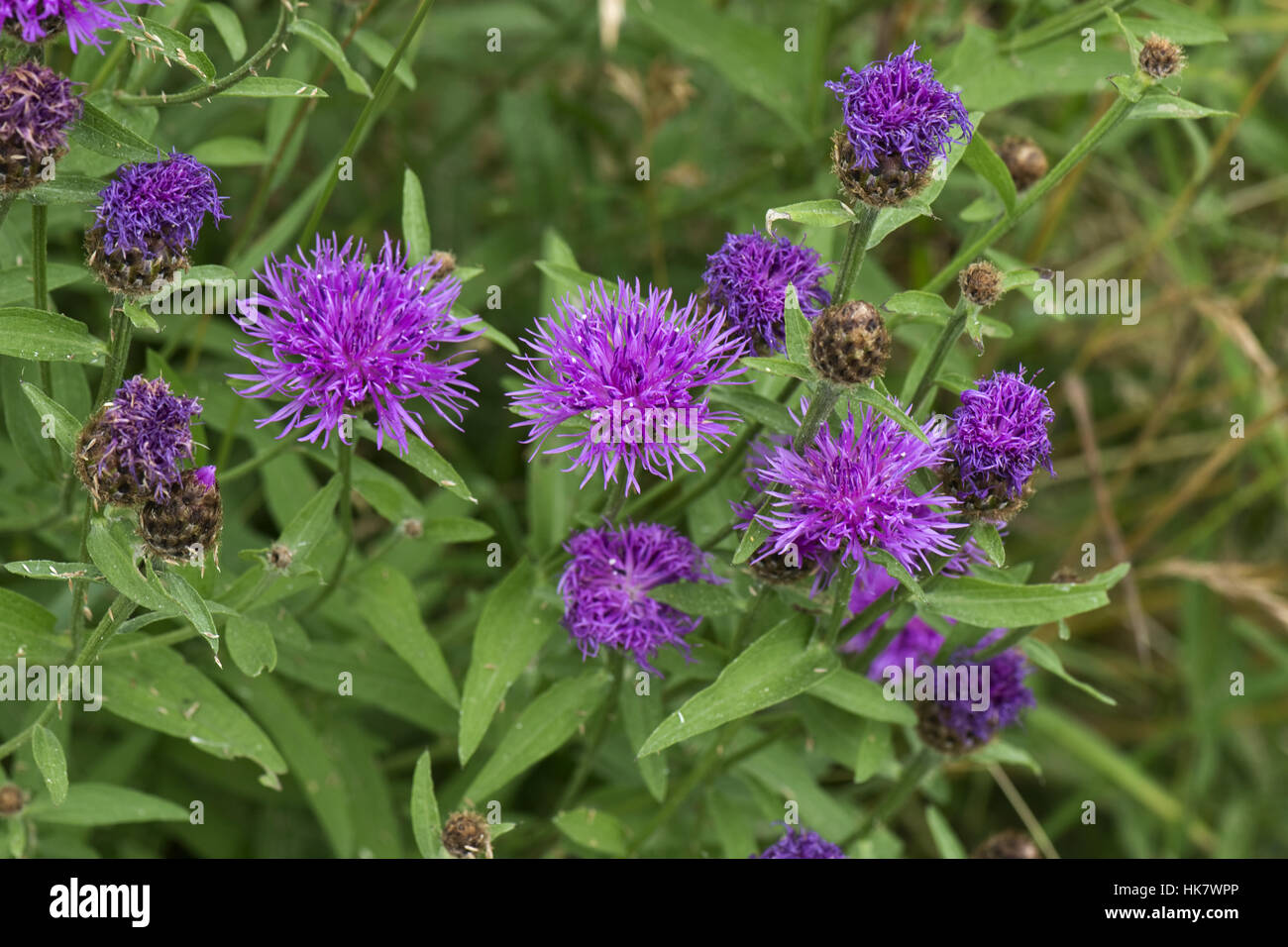 Purple flowers of greater knapweed, Centaurea cyanus, Berkshire, July ...