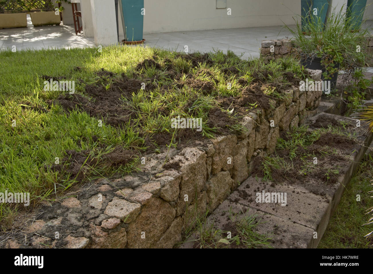 Damage caused, overnight, to a Sardinian garden by a wild boar rooting ...