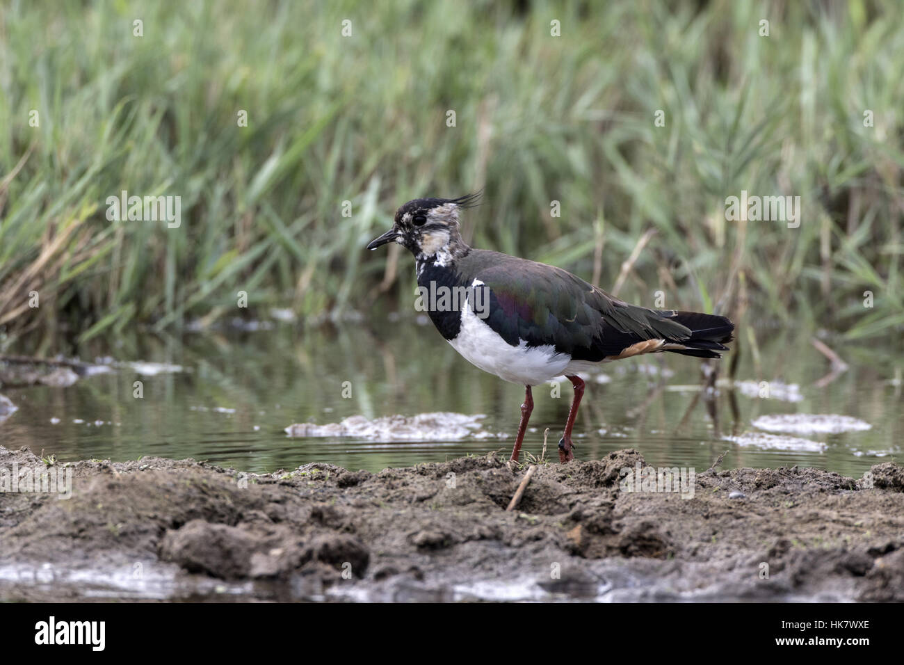 Lapwing, adult. Deepdale Marsh Norfolk Stock Photo - Alamy