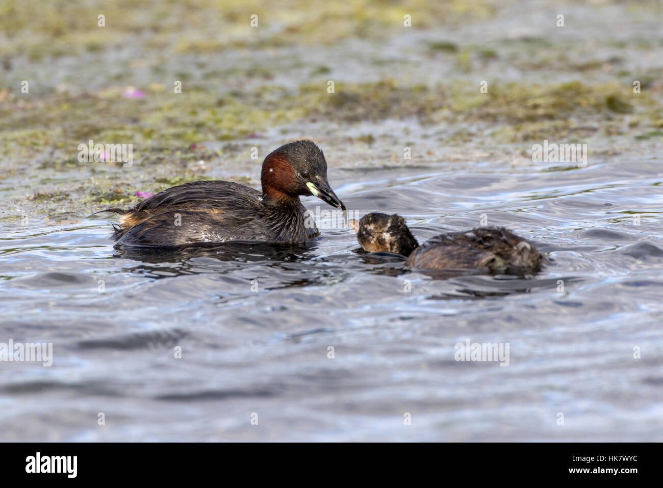 Adult Little Grebe with fish for its downy young. July, Deepdale Marsh ...