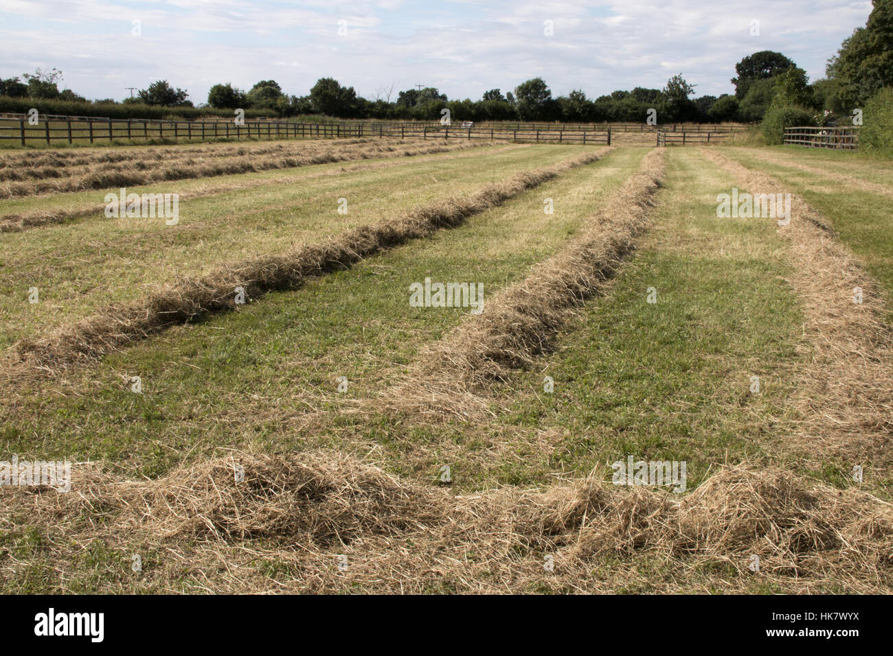 Rows of hay waiting to be baled Stock Photo - Alamy