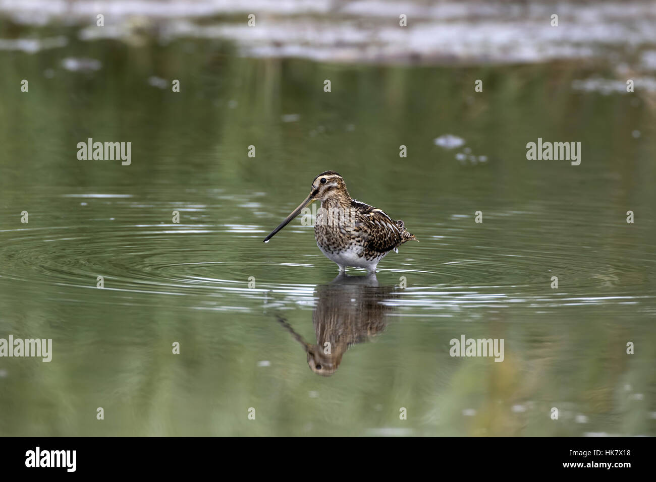 Common Snipe - Deepdale Marsh, Norfolk Stock Photo - Alamy
