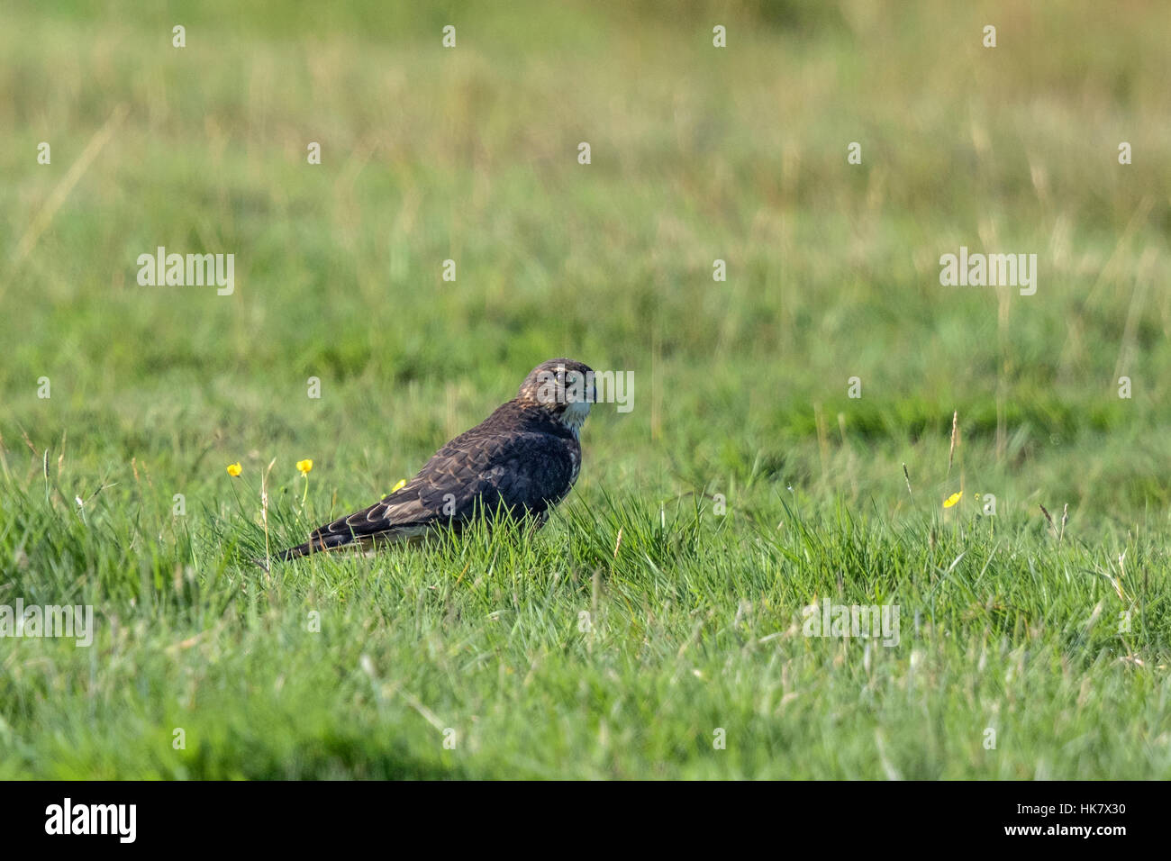 Juvenile Merlin - Late summer on ground Stock Photo - Alamy