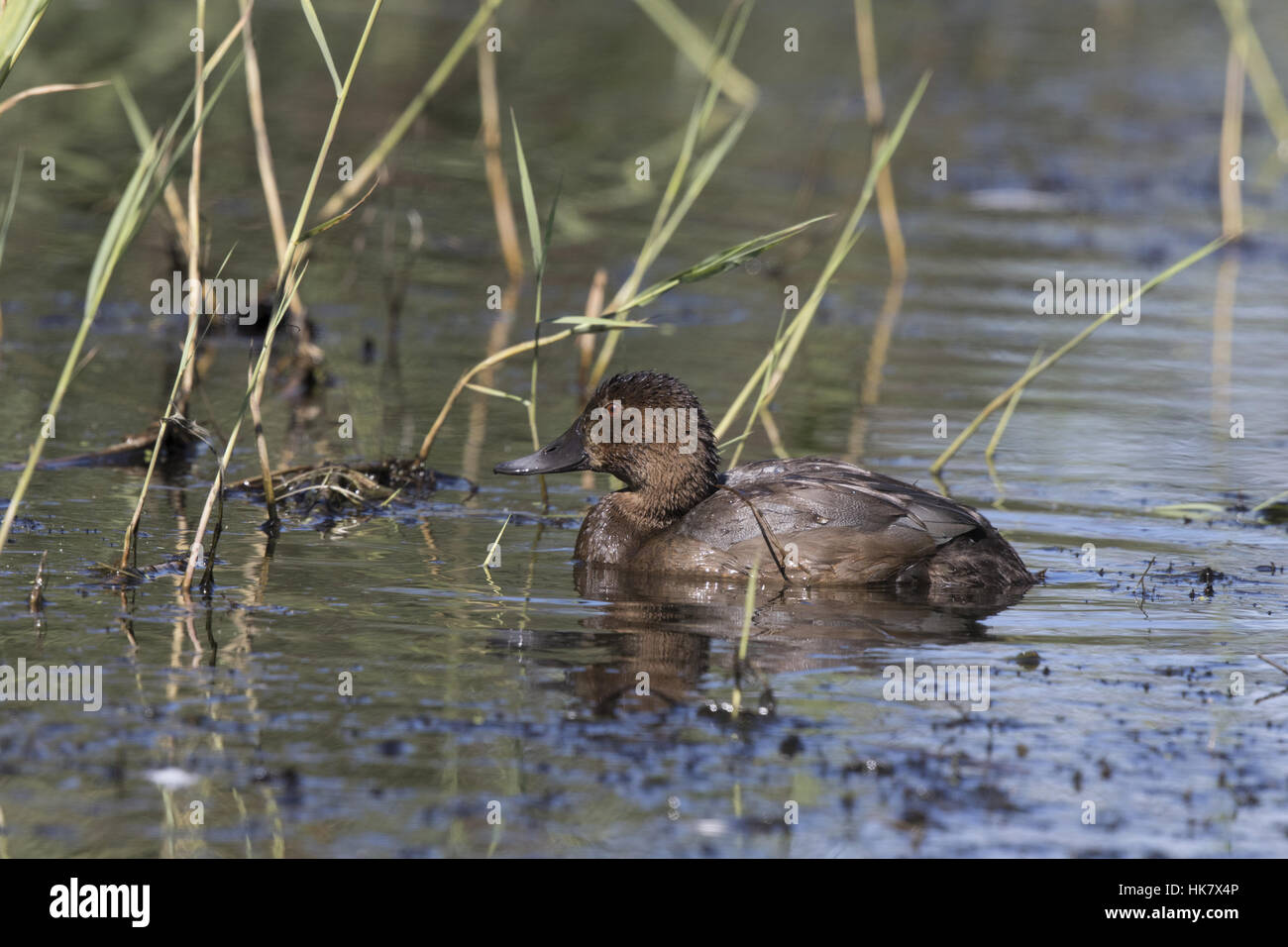 Juvenile Tufted Duck - late summer Stock Photo - Alamy