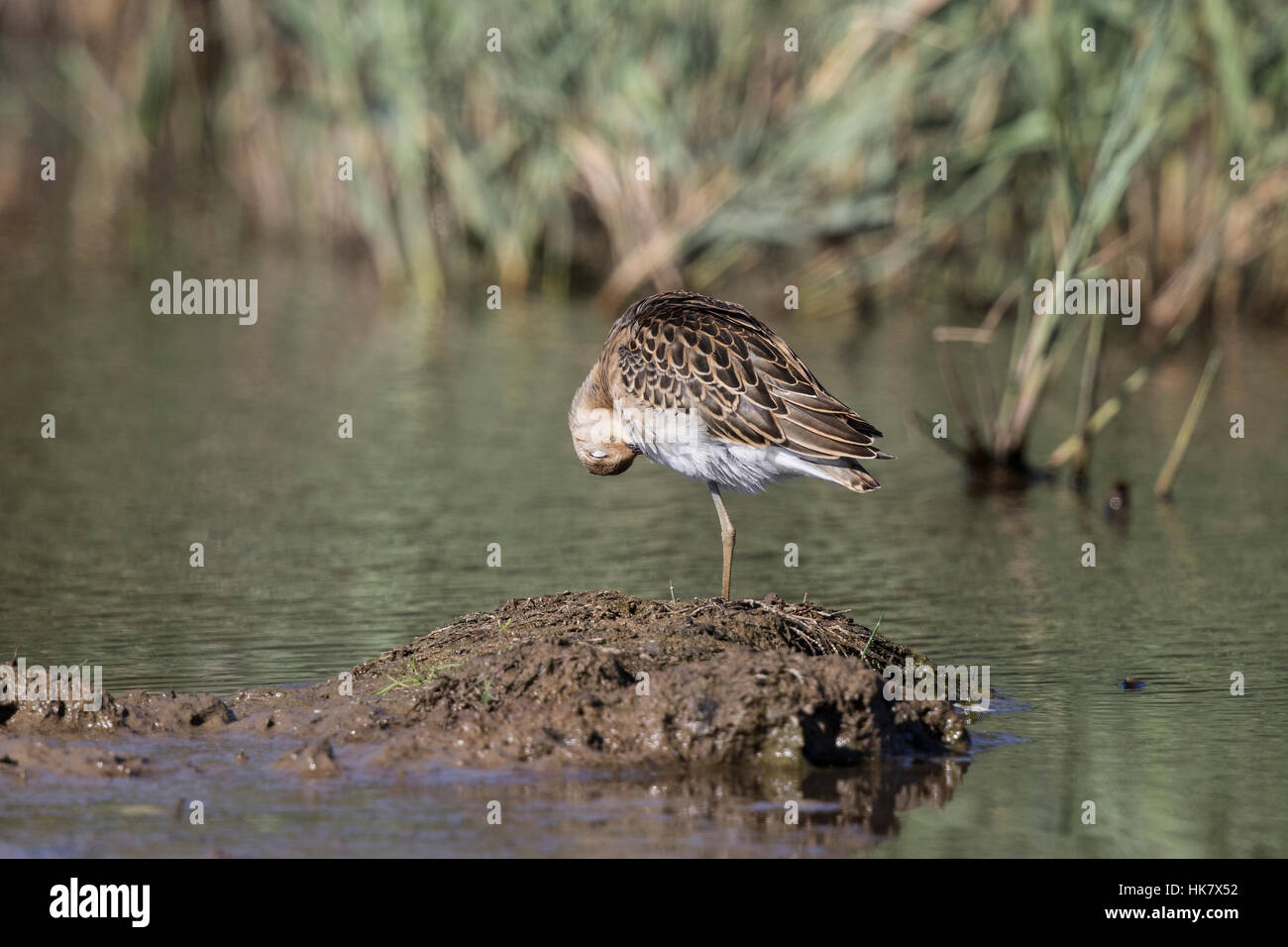 Juvenile female ruff hi-res stock photography and images - Alamy