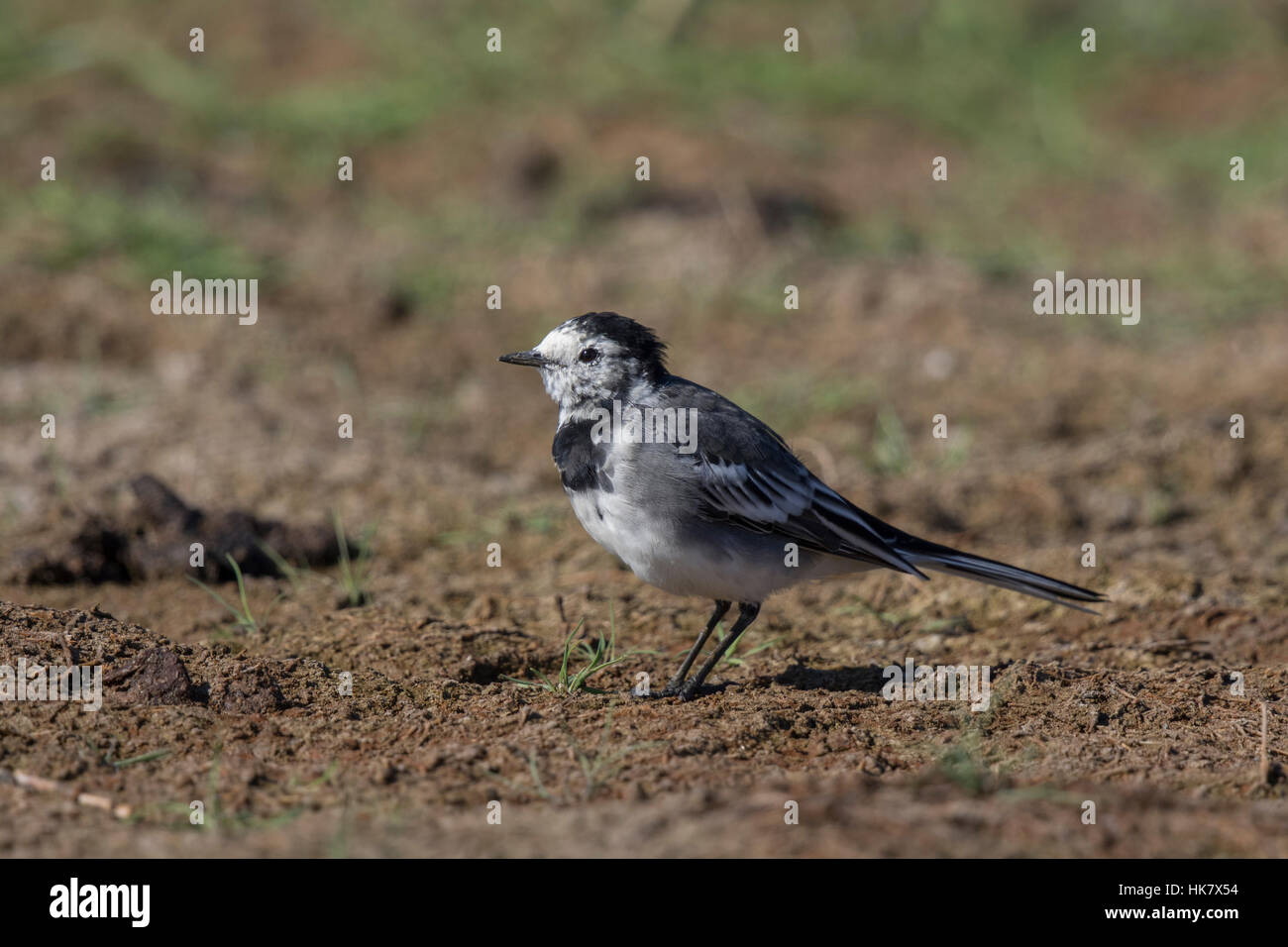 Pied Wagtail female, late summer Stock Photo - Alamy