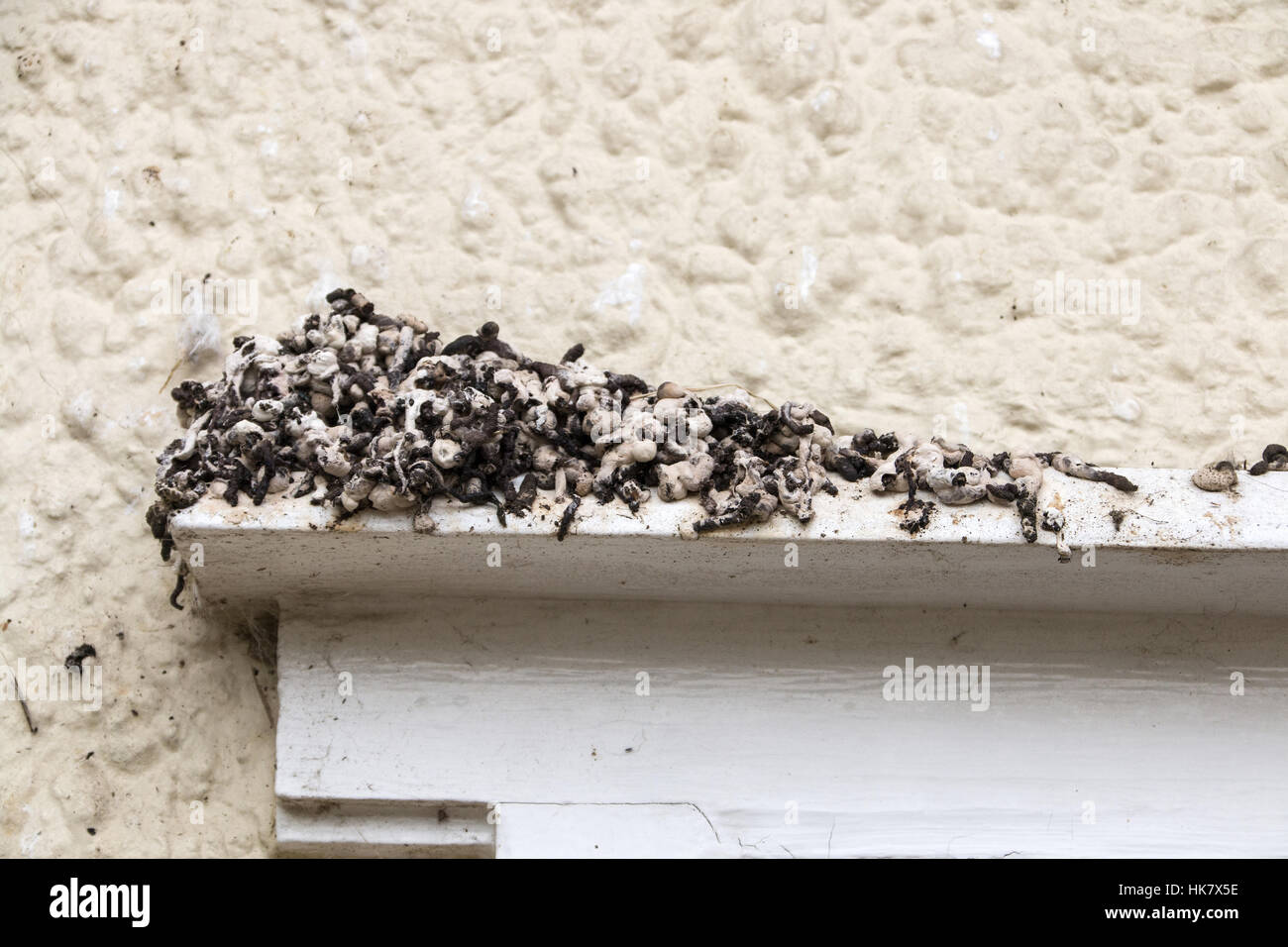 accumulation of droppings from House Martin nest on window sill Stock ...