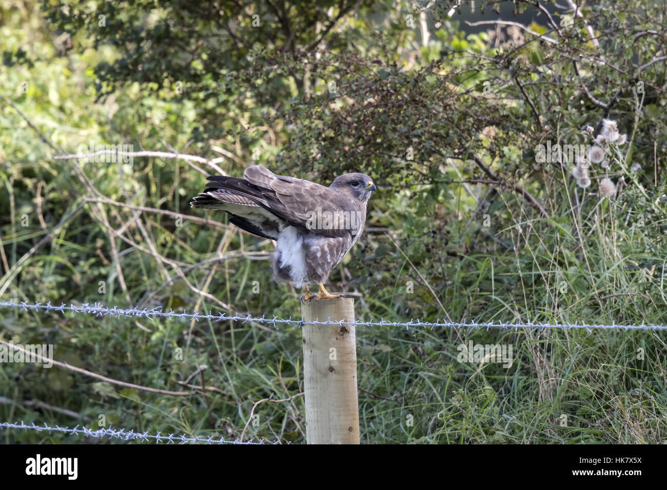 Buzzard on fencing post Stock Photo - Alamy
