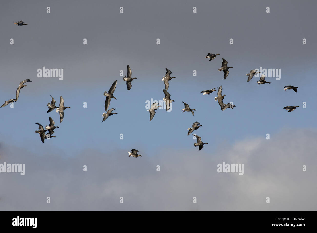Whiffling geese hi-res stock photography and images - Alamy
