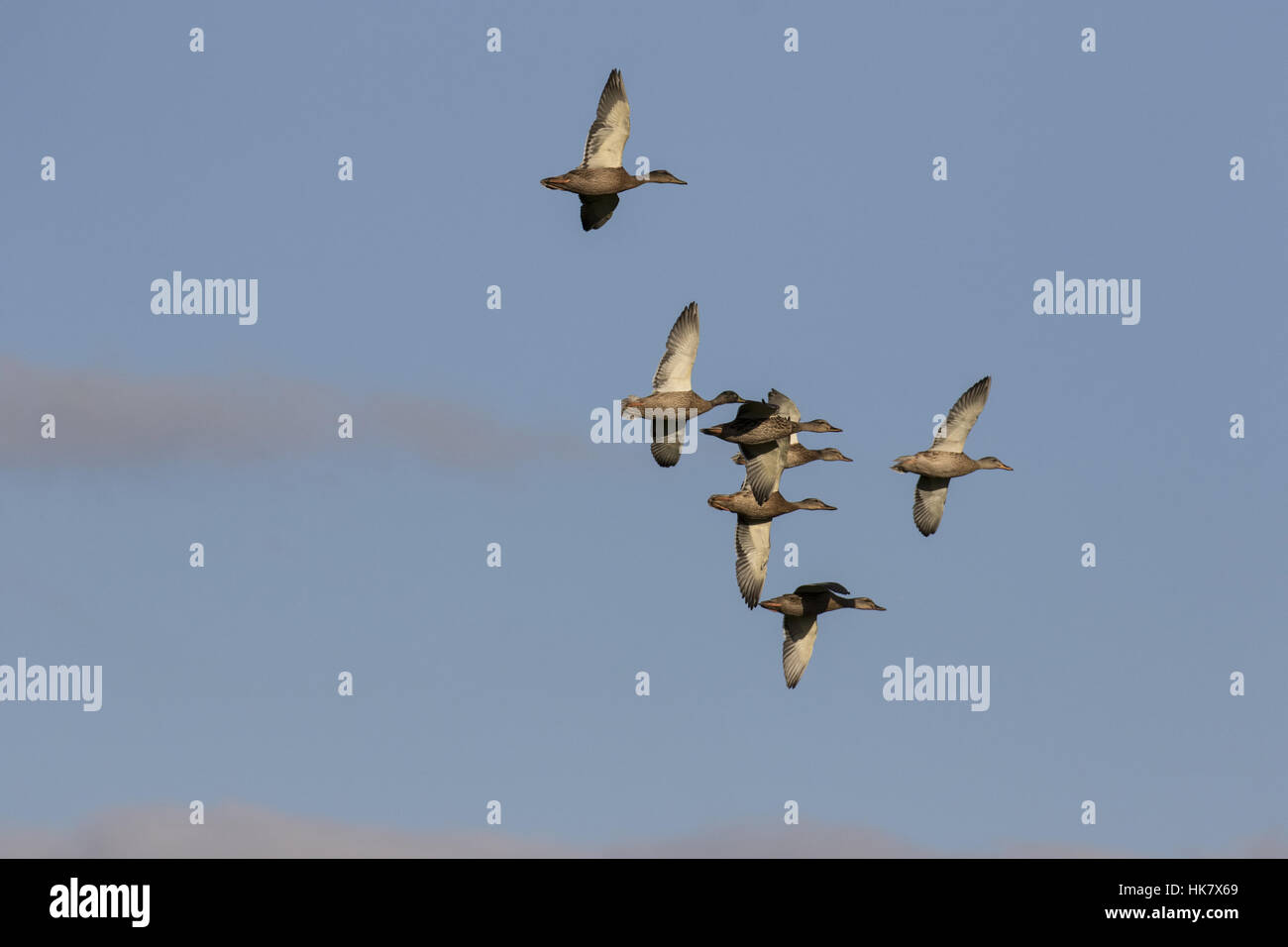 Mallard flock flying, eclipse plumage Stock Photo - Alamy