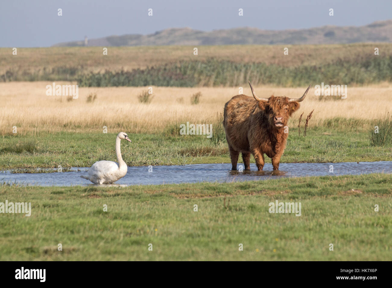 Mute Swan with Highland cow, standing in water with reeds behind ...