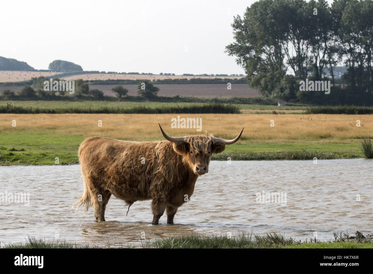 Highland cow, standing in water with reeds behind. Deepdale Marsh ...