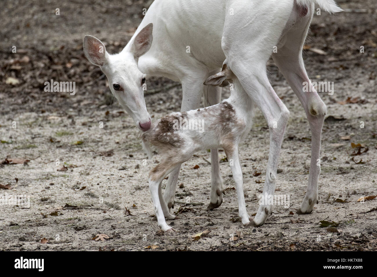 Leucistic White tailed Deer female with fawn Stock Photo - Alamy