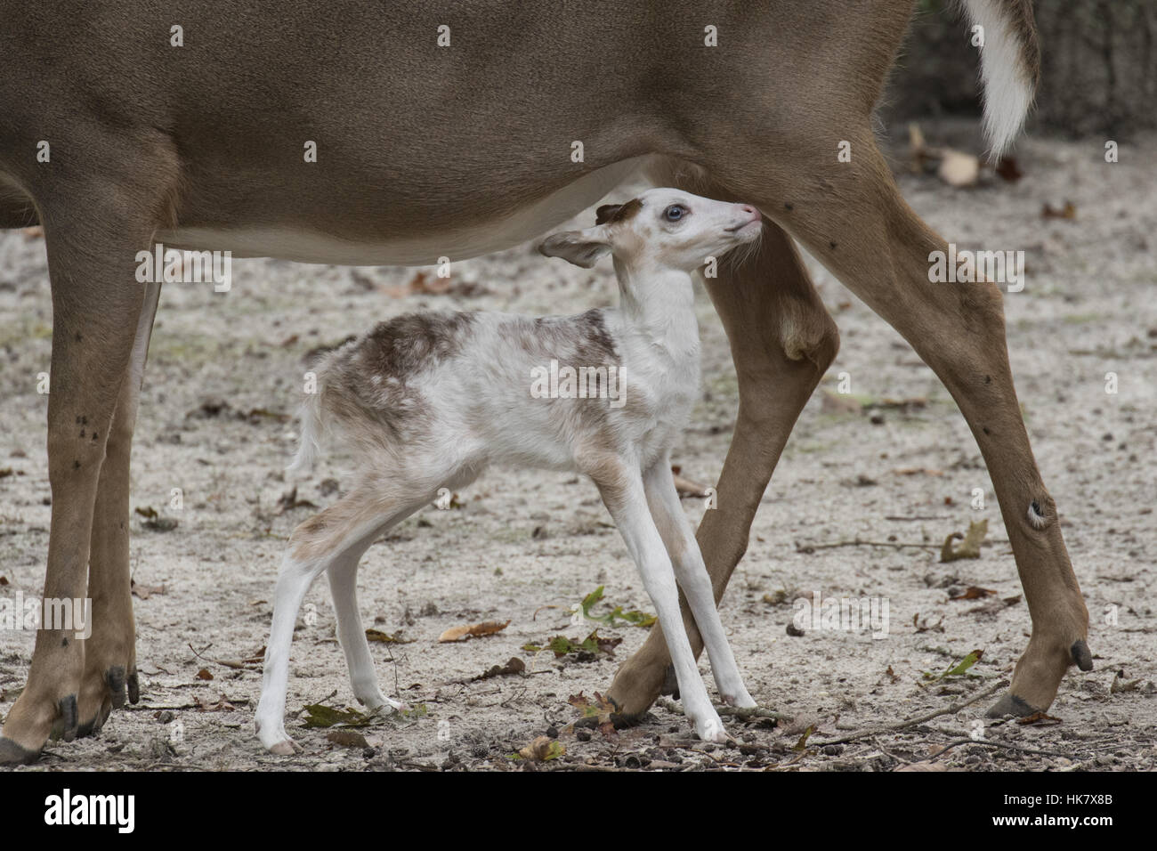 Leucistic White tailed Deer fawn with normal coloured female Stock ...