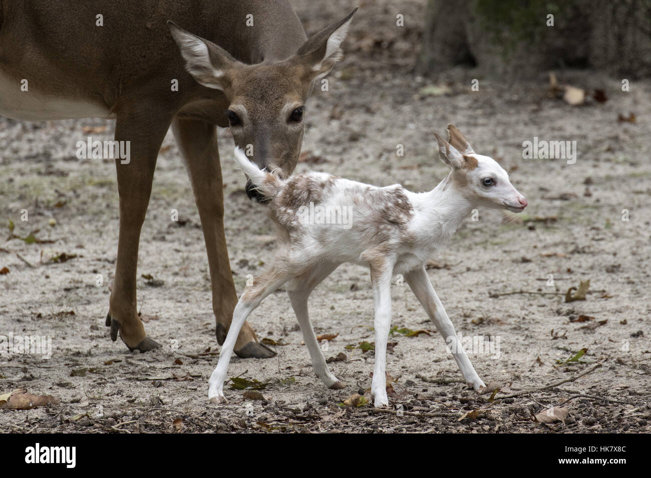 Leucistic White tailed Deer fawn with normal coloured female Stock ...