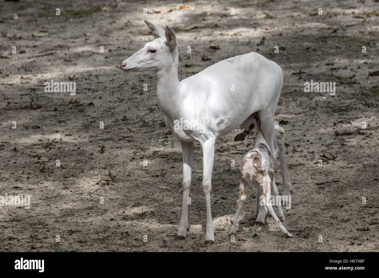 Leucistic White tailed Deer female with fawn Stock Photo - Alamy
