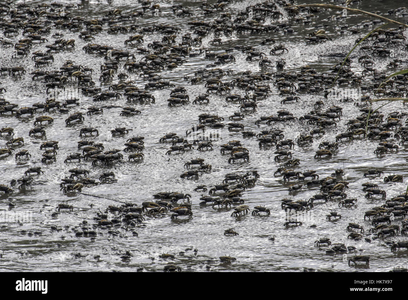 Atlantic mud Fiddler Crabs at Cape May, East Coast USA Stock Photo - Alamy