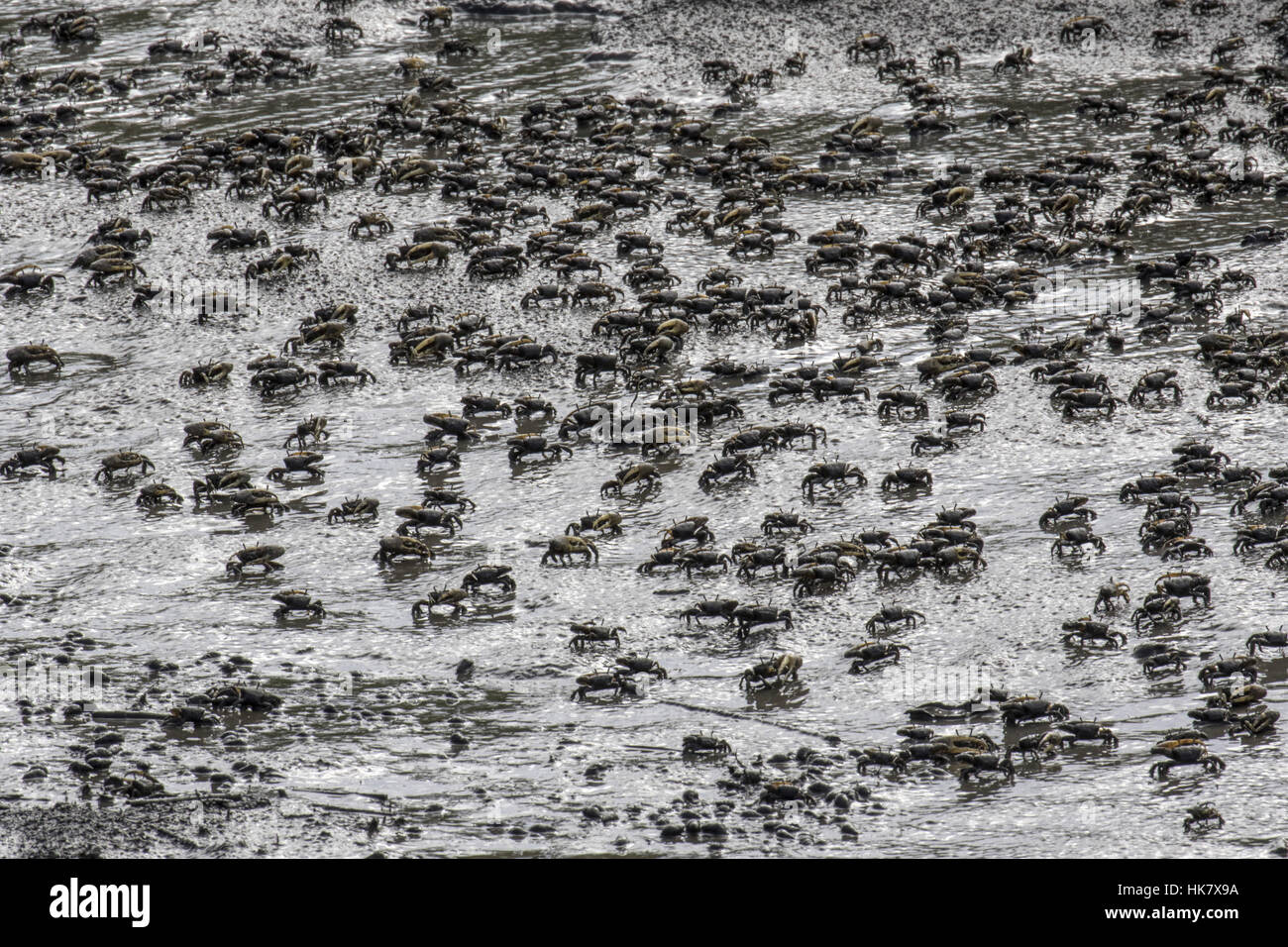 Atlantic mud Fiddler Crabs at Cape May, East Coast USA Stock Photo - Alamy