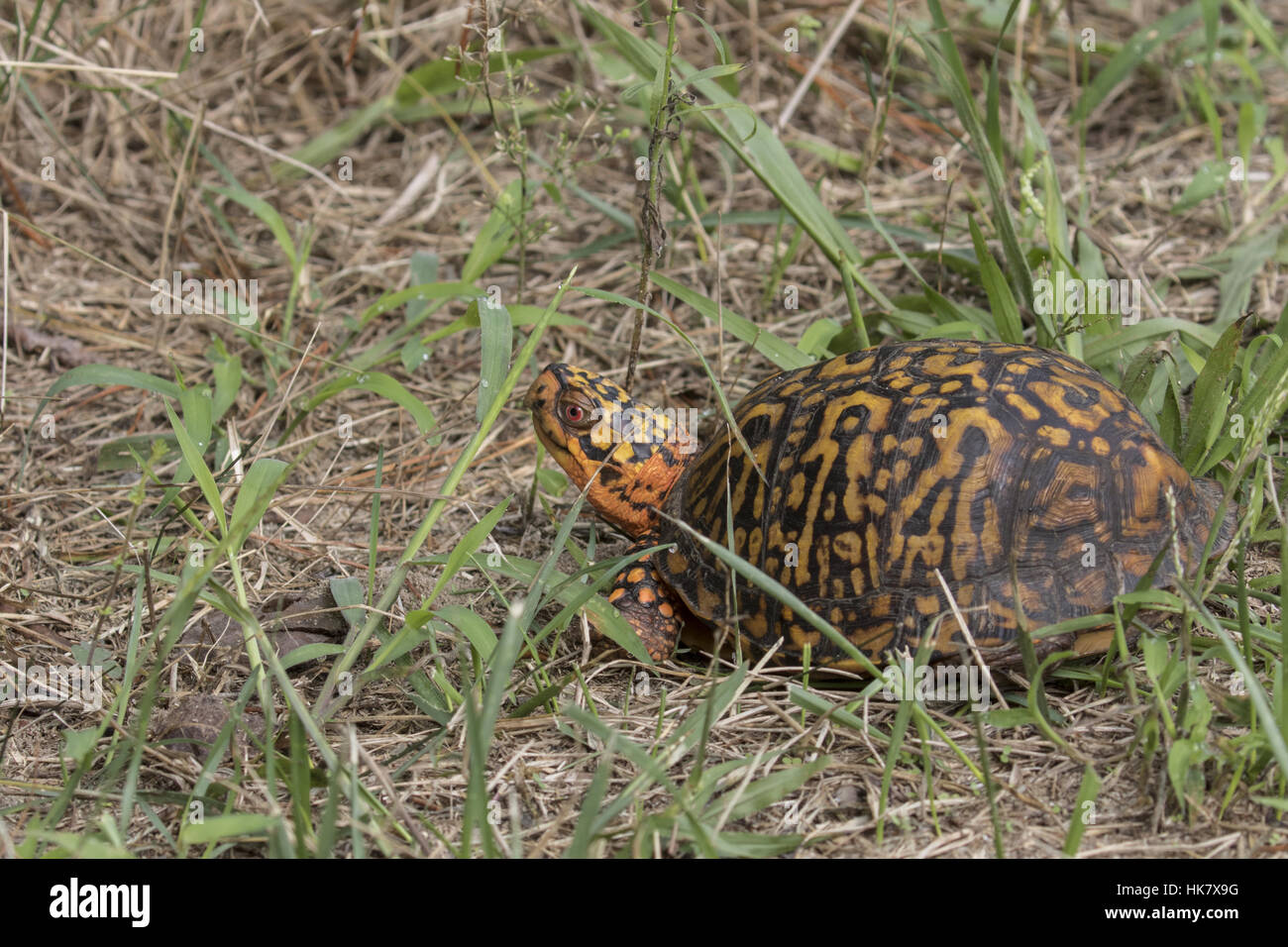 Jersey usa hi-res stock photography and images - Alamy