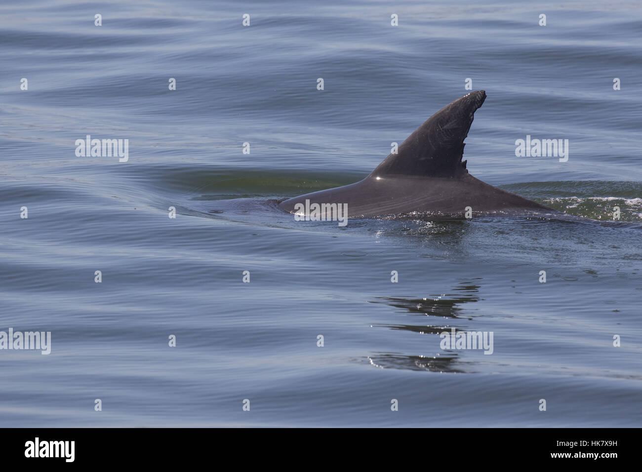Atlantic Bottlenose Dolphin - Cape May East Coast USA Stock Photo - Alamy