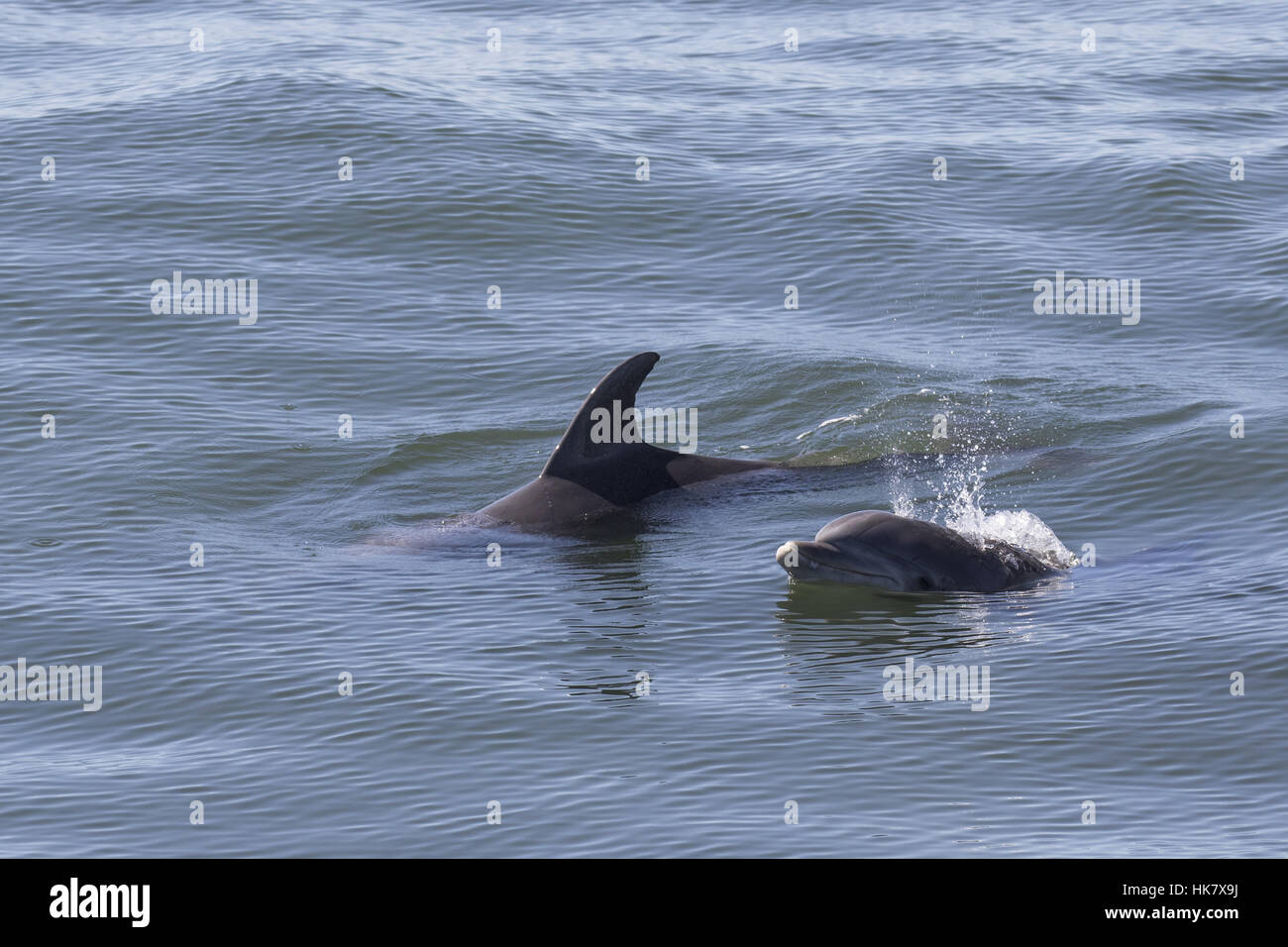 Atlantic Bottlenose Dolphins - Cape May East Coast USA Stock Photo - Alamy